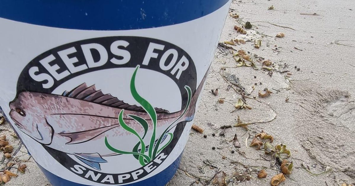 State of the Environment 2023 | Seeds for Snapper