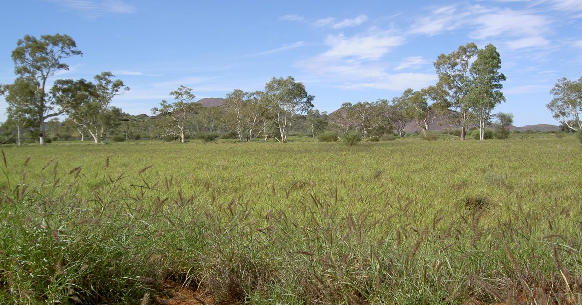 State of the Environment 2023 | Buffel grass – an ecological…