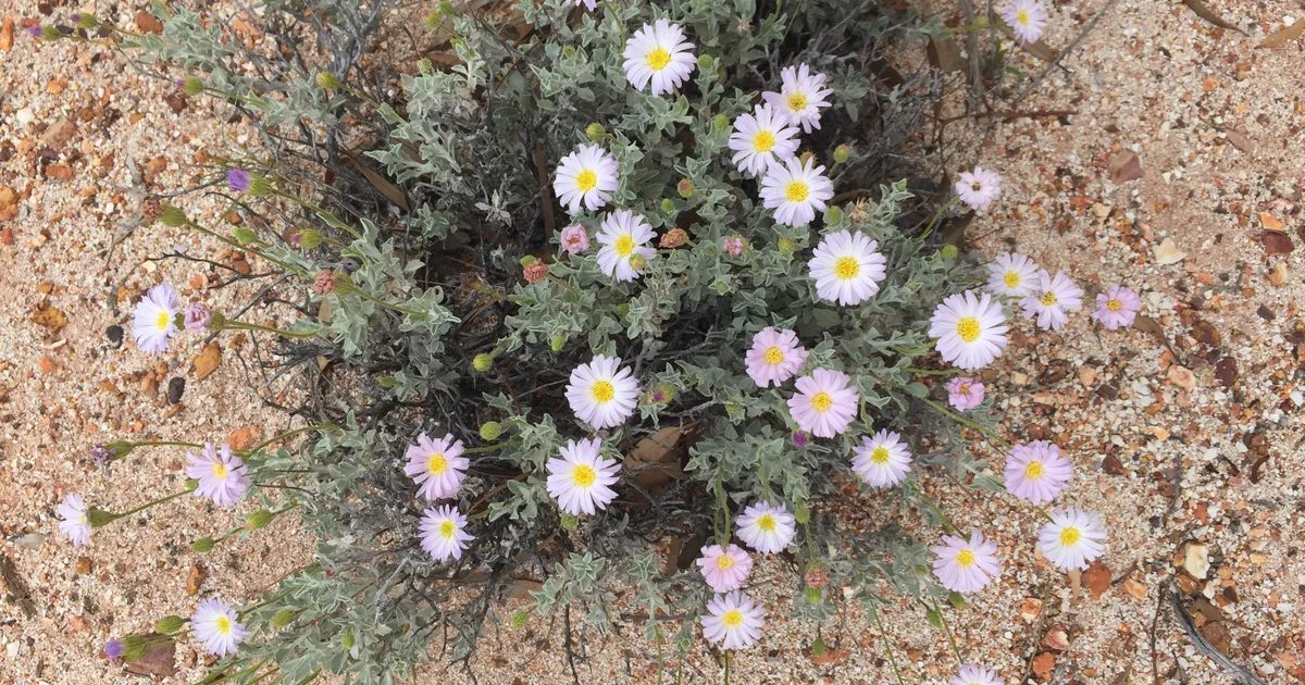State of the Environment 2023 | Arckaringa Daisy